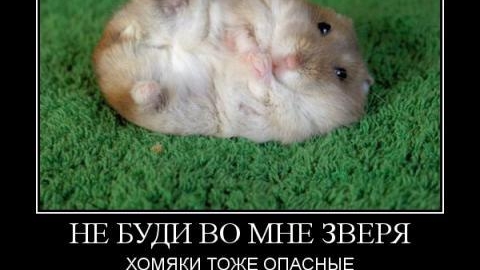 рандом на кв2