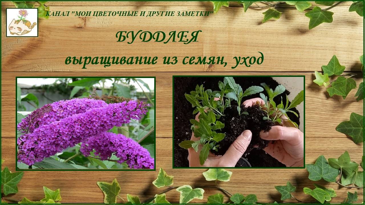 Буддлея, размножение, выращивание из семян, уход