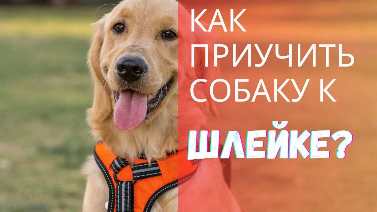 Как приучить собаку к шлейке?