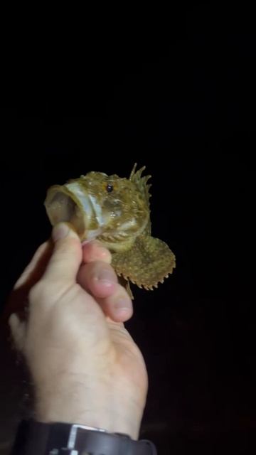 Рыбалка море с берега