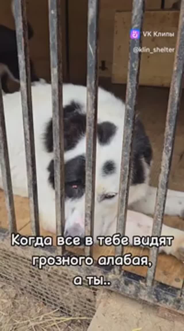 Когда все в тебе видят грозного алабая, а ты....