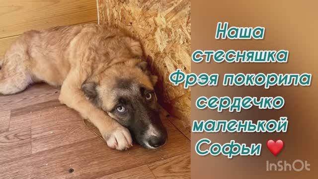 Наша стесняшка Фрэя покорила сердечко маленькой Софьи ♥️