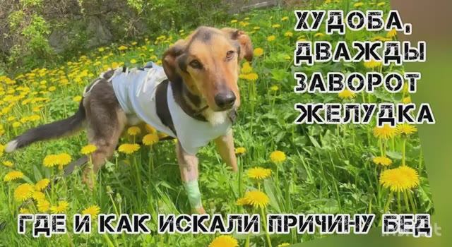 Худоба, дважды заворот желудка. Где и как искали причины бед Балто