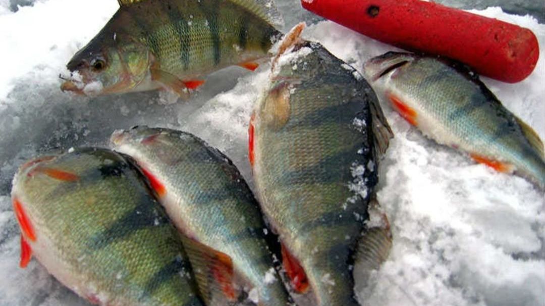 Ловля в Сибири. Зимний Окунь. Всем любителям зимний рыбалки посвящается