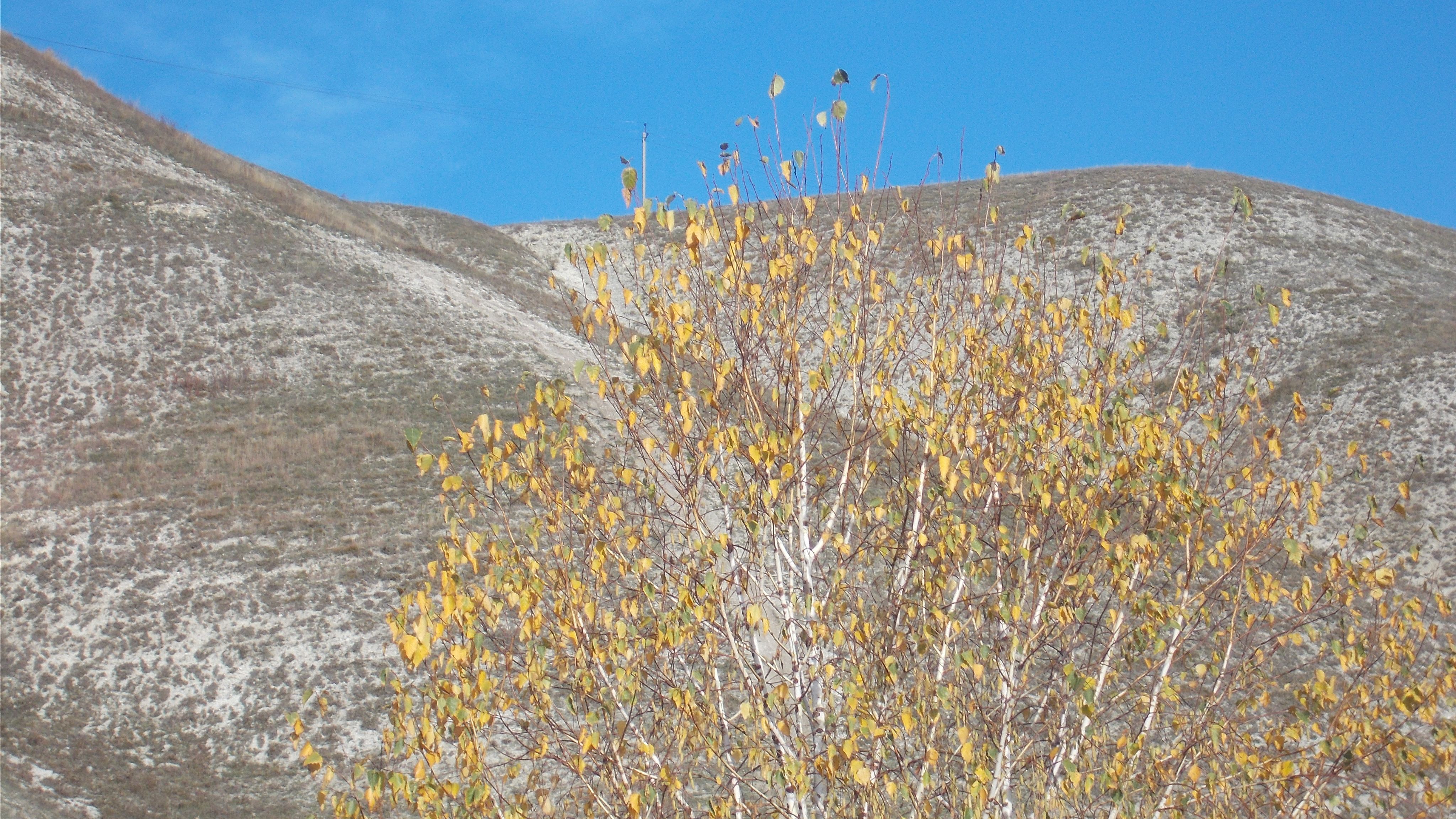 DSCN8457 Осенний Архыз,канатка,ферма Альпаки ноябрь 2025