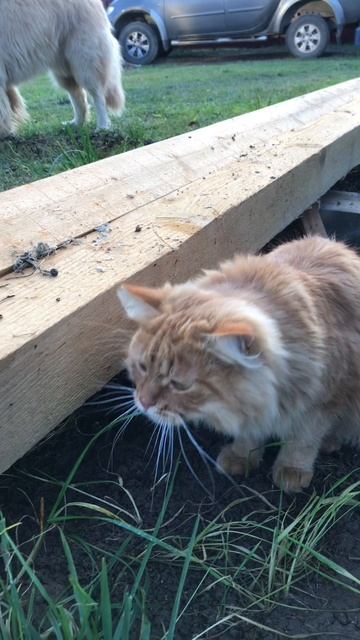 Много дел в деревне❓ Альфушка и Ричик