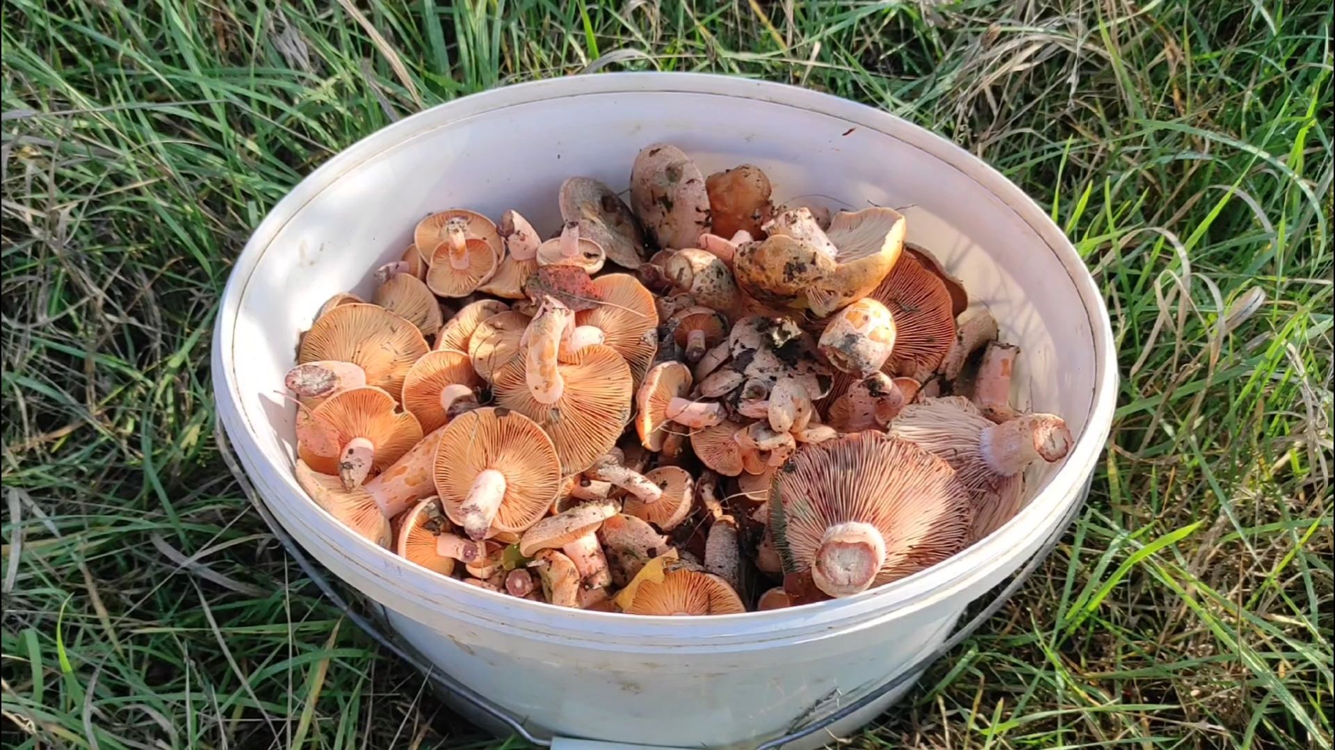 Сбор грибов в Крыму 2025, рыжики найдены