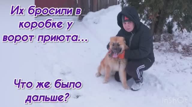 Их бросили в коробке у ворот приюта... Что же было дальше?