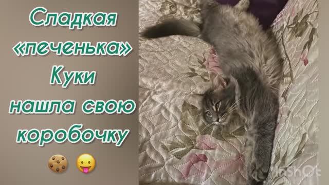 Сладкая «печенька» Куки нашла свою коробочку