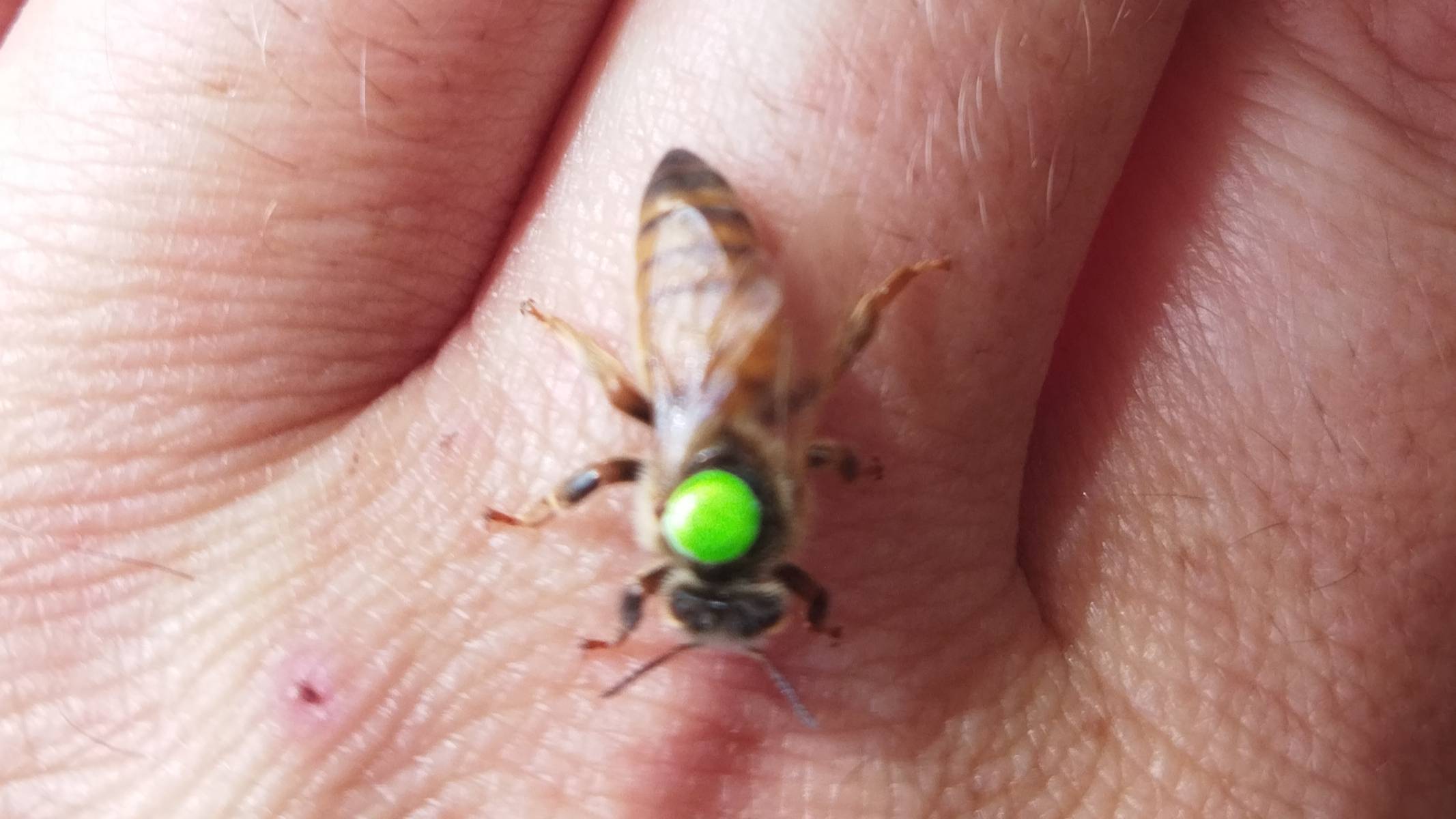 Вывожу маток. Мой метод.