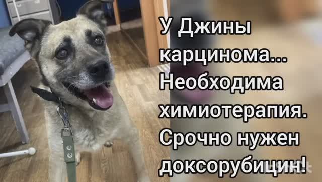 У Джины карцинома... Необходима химиотерапия. Срочно нужен доксорубицин!