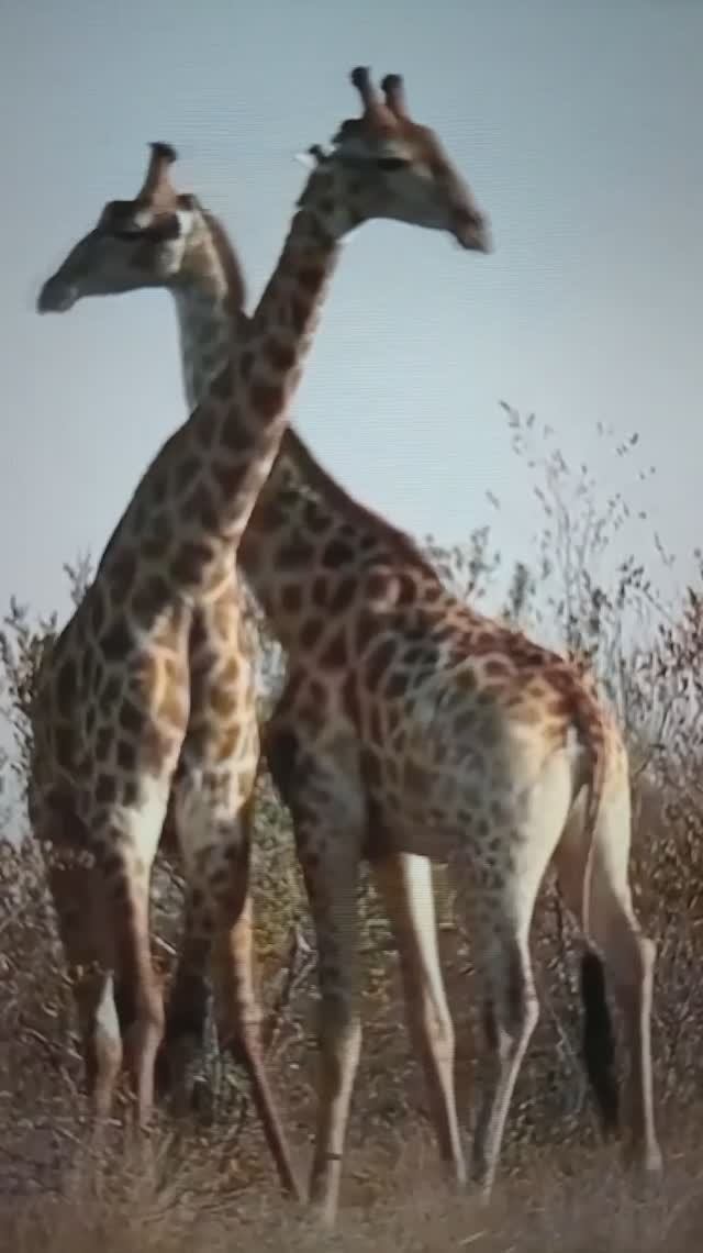 Жирафы и Бегемоты😳😮#Shorts