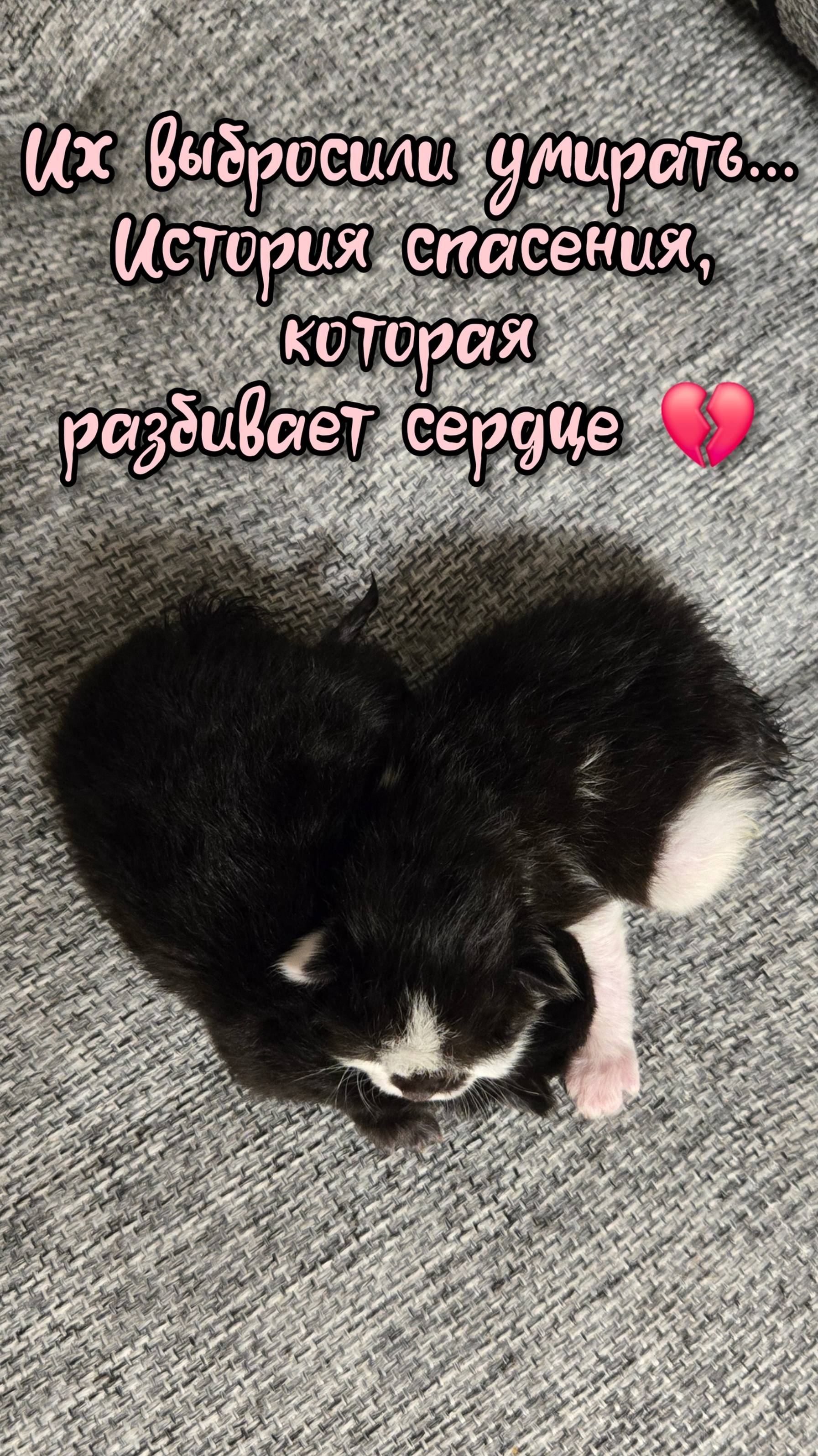 Их выбросили умирать... История спасения, которая разбивает сердце  #спасениеживотных #котята
