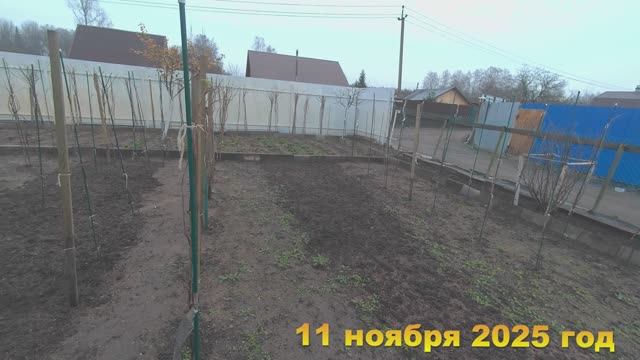 7 соток. Чем занимаюсь на даче в середине ноября. Хроника 11 ноября 2025 год