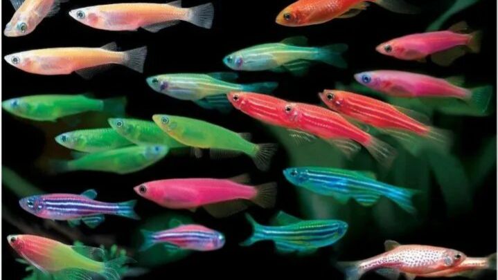 Мои рыбки новые изменения в аквариуме xiaomi.