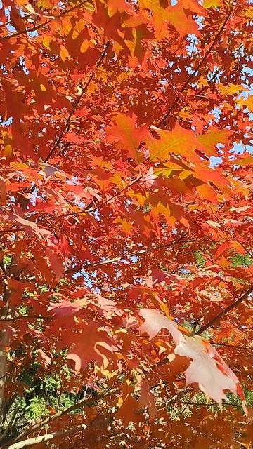 Осень с дуэтом Музыка Света.