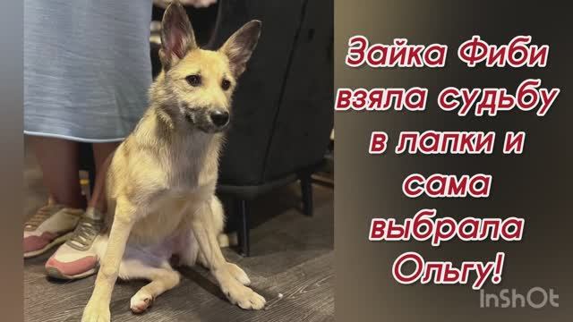 Зайка Фиби взяла судьбу в лапки и сама выбрала Ольгу! ♥️