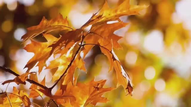 Исполняет Ольга Чигирь - Подруга осень (песня)