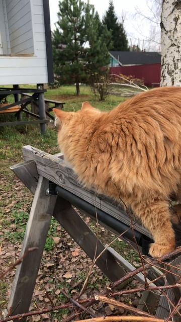 Ричик мимо пробежал Альфушка 😿