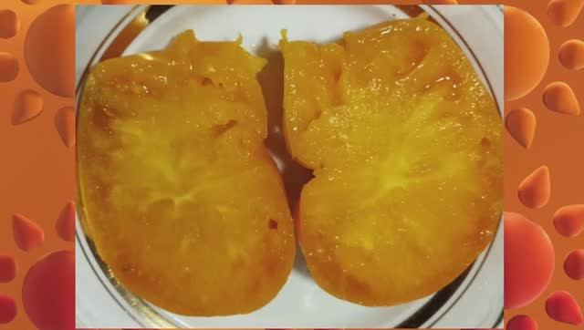 Раннеспелые сорта томатов. г. Киров