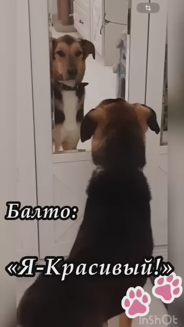 Привет от нашего Балто! «Я – красивый!» #собакавдобрыеруки #возьмисобакуизприюта #помощьживотным