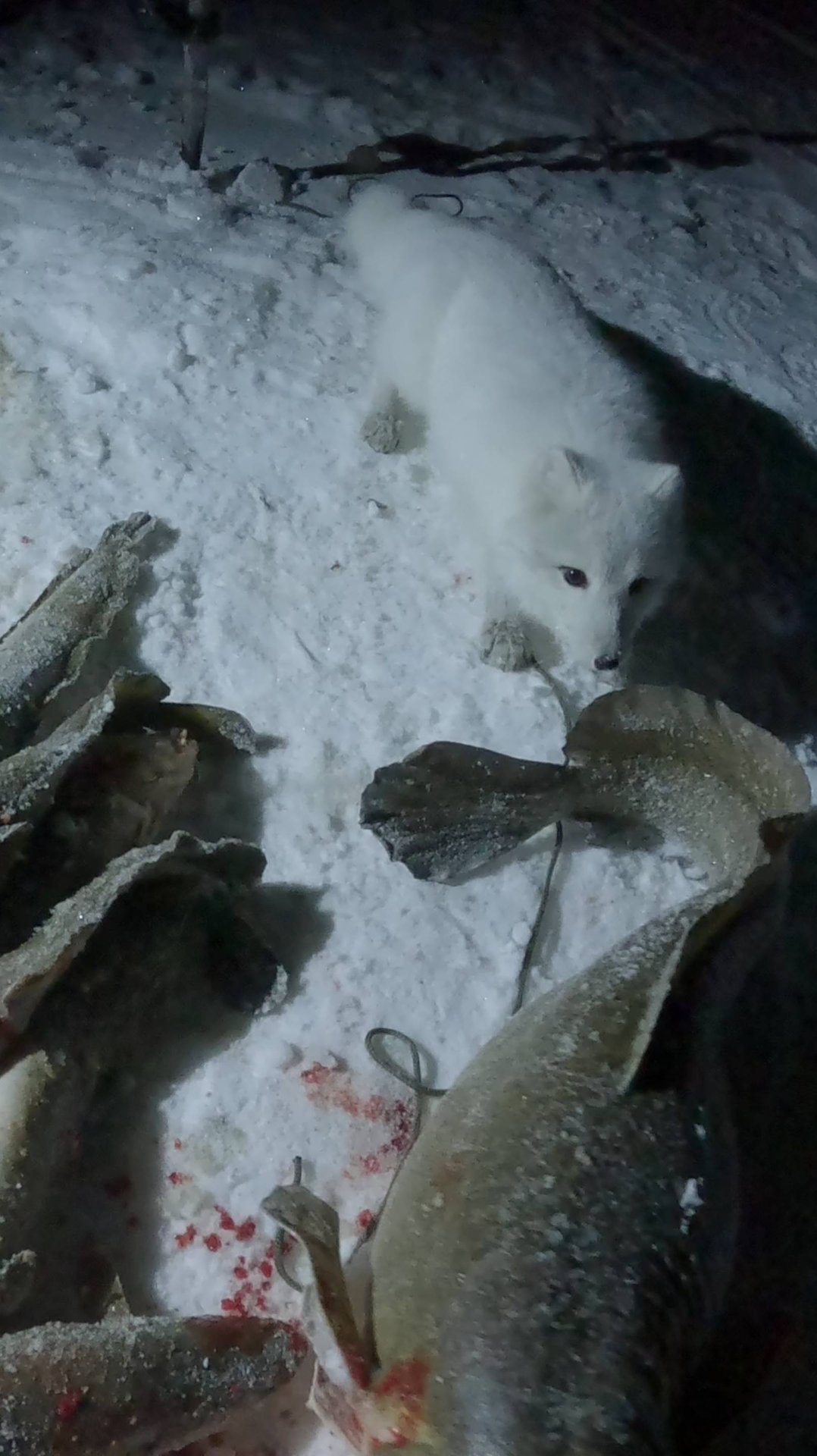 УГОСТИЛ ПУШИСТОГО ЗВЕРЬКА РЫБОЙ | ПОЛНОЕ ВИДЕО УЖЕ НА КАНАЛЕ