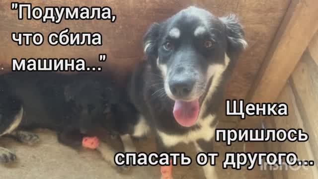 Подумала ,что сбила машина... Щенка пришлось спасать от другого...