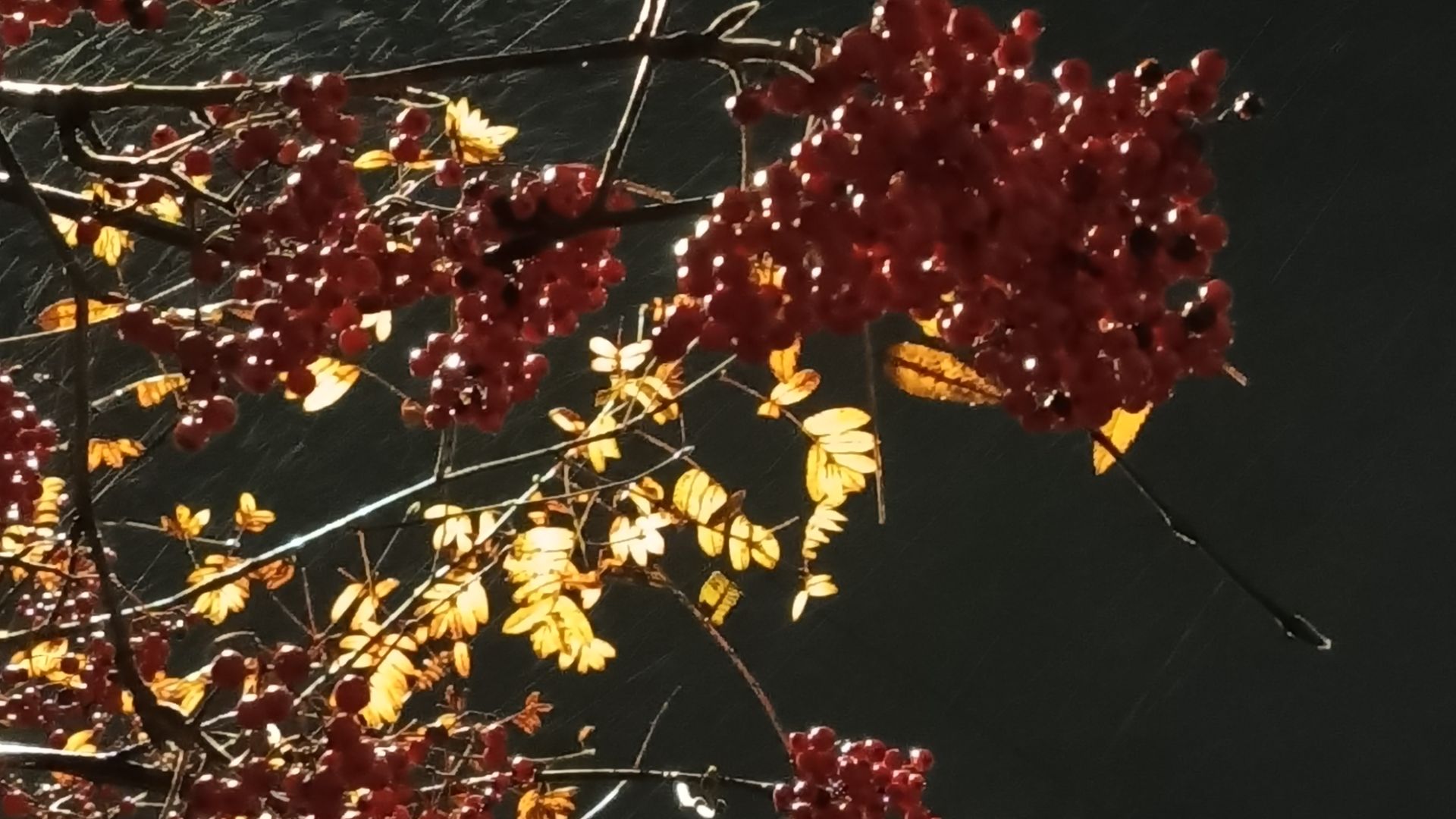 Не играй со мною осень