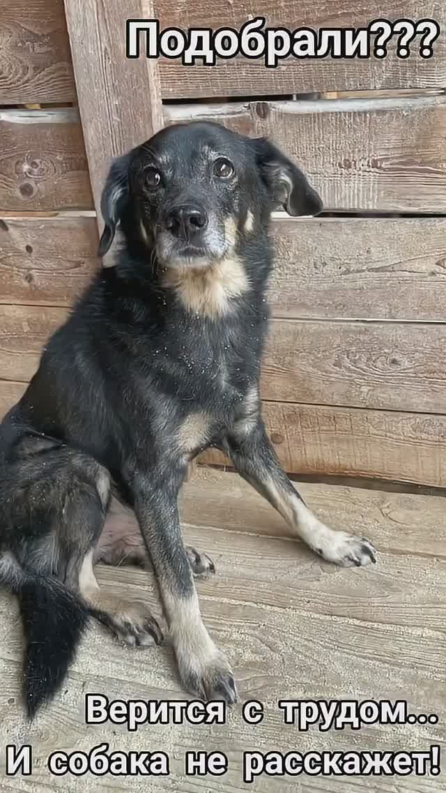 Подобрали??? Верится с трудом... И собака не расскажет! #собакавдобрыеруки #помощьживотным