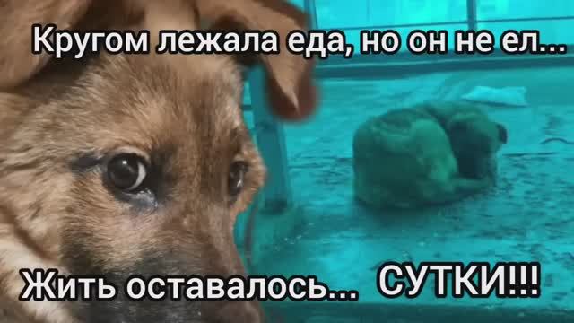 Кругом лежала еда, но он не ел... Жить оставалось... СУТКИ!!!