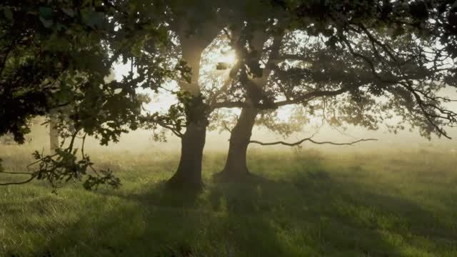 Красивая, успокаивающая и расслабляющая музыка для души.