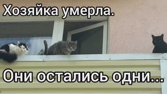 Хозяйка умерла. Они остались одни...