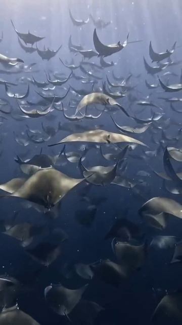 Завораживающая миграция скатов у берегов Мексики.