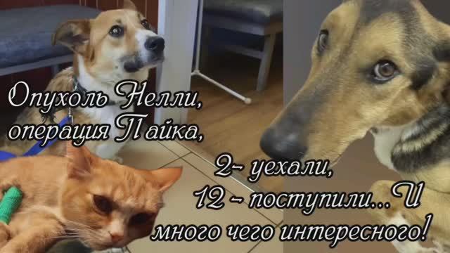 Опухоль Нелли, операция Пайка, 2-уехали, 12-поступили… И много чего интересного! Приют для животных