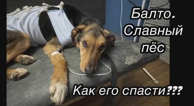 Балто. Славный пёс. Как его спасти???