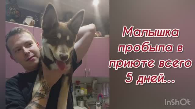 Малышка пробыла в приюте всего 5 дней...
