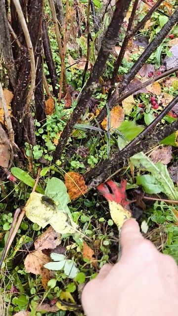 Очищайте приствольные круги.