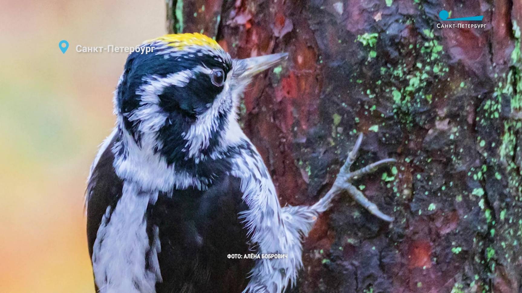 Гагары-пересмешницы на Ладожском озере, краснокнижный трёхпалый дятел и лось, расставшийся с рогами