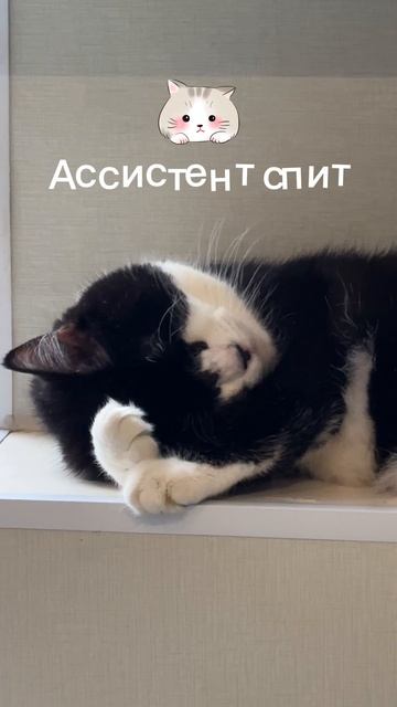 Дневник #НаНоРайМо 2025, день 11.  #nanowrimo #писатель #как_написать_книгу_за_30_дней