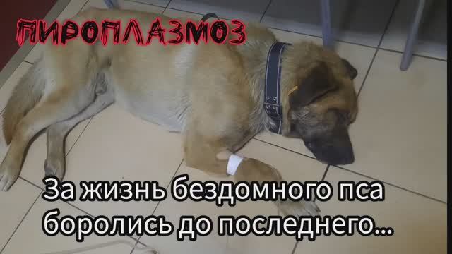 За жизнь бездомного пса боролись до последнего...