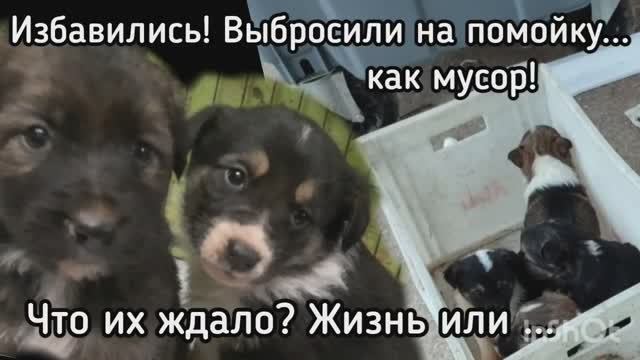 Избавились! Выбросили на помойку... как мусор! Что их ждало? Жизнь или...