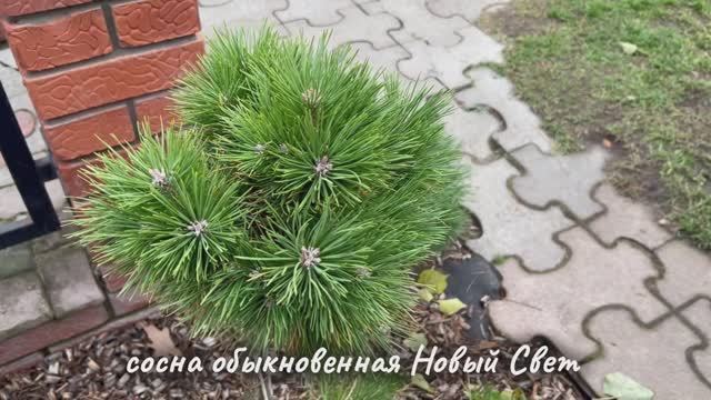 Pinus sylvestris Novyj Svet