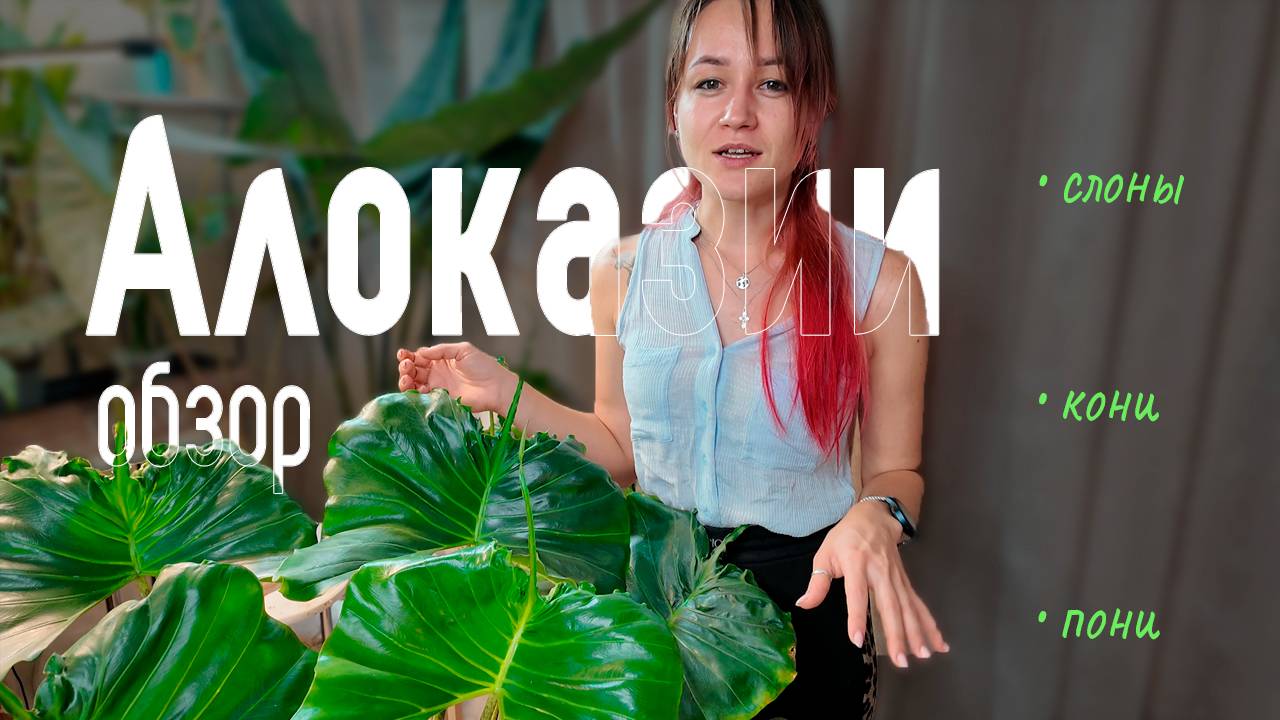 Мои АЛОКАЗИИ / обзор сортов → слоны, кони и пони