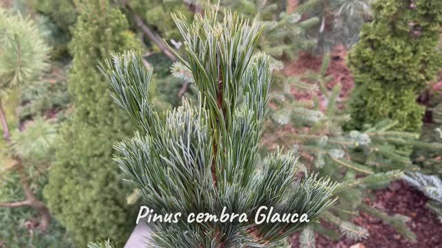 Pinus cembra Glauca