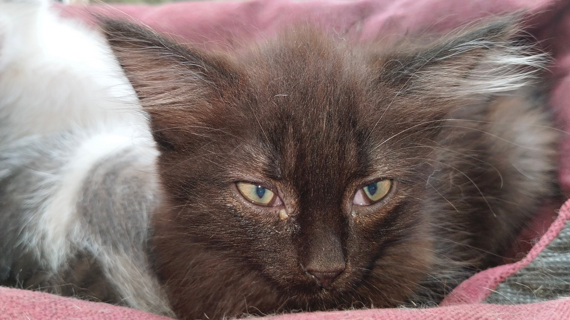 Влог с животными.Ещё один день из жизни.Наши новости 10.11.25.