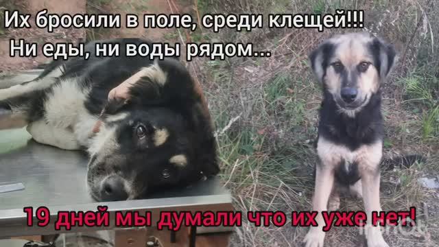 Их бросили в поле, среди клещей!!! Ни воды, ни еды рядом... 19 дней мы думали что их уже нет!