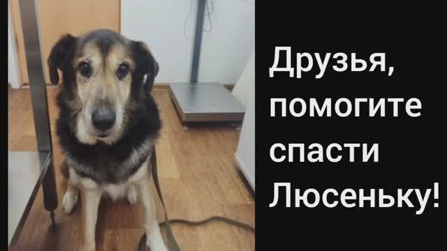 Друзья, помогите спасти Люсеньку!