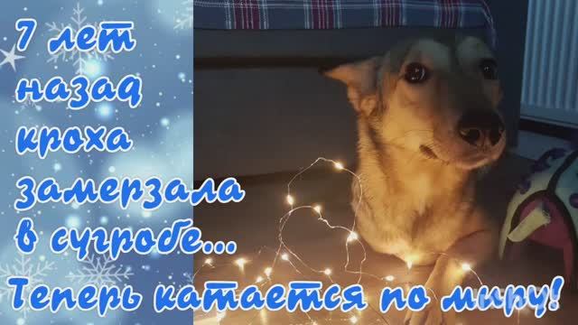 7 лет назад кроха замерзала в сугробе... Теперь катается по миру!