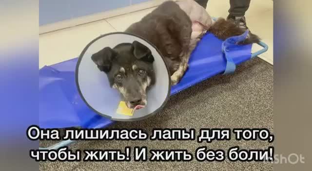 Она лишилась лапы для того, чтобы жить! И жить без боли!