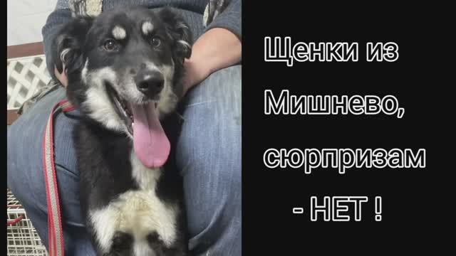 Щенки из Мишнево, сюрпризам - НЕТ!